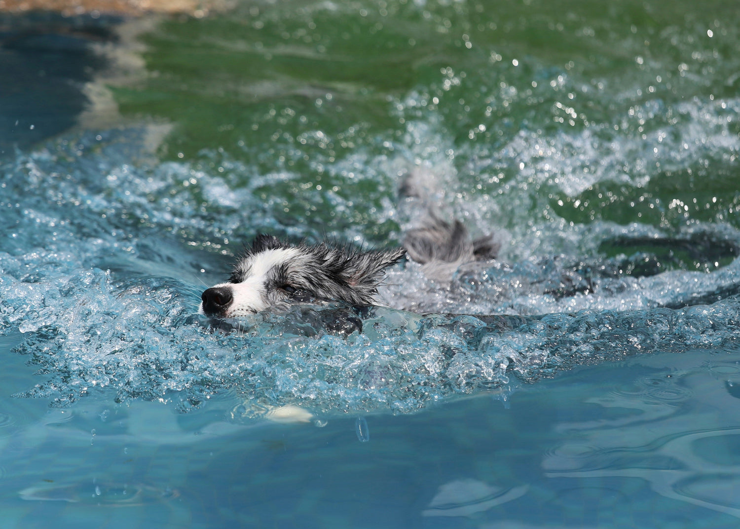 Wag and Splash Dog Swimming Pool