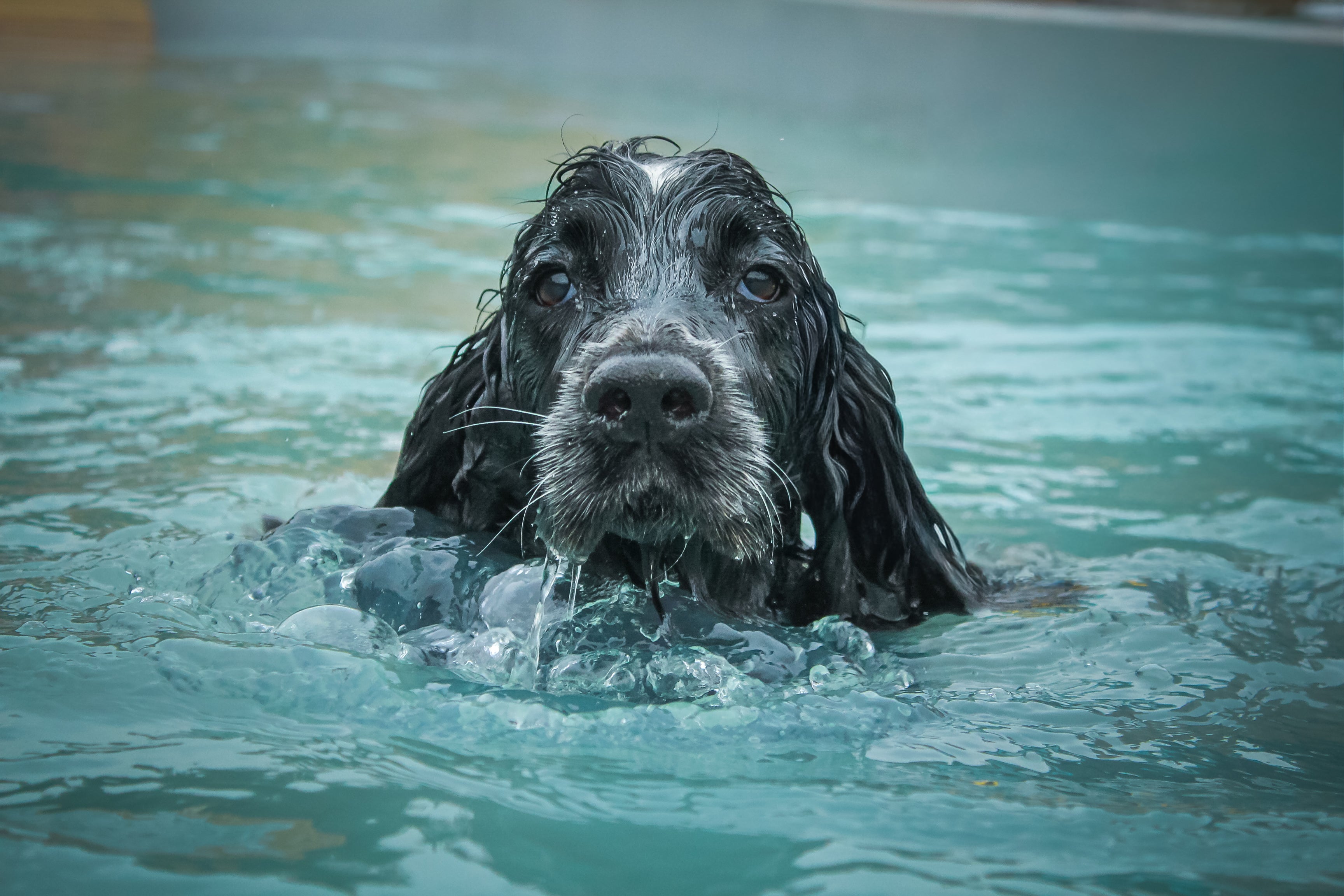 Wag and Splash Dog Swimming Pool